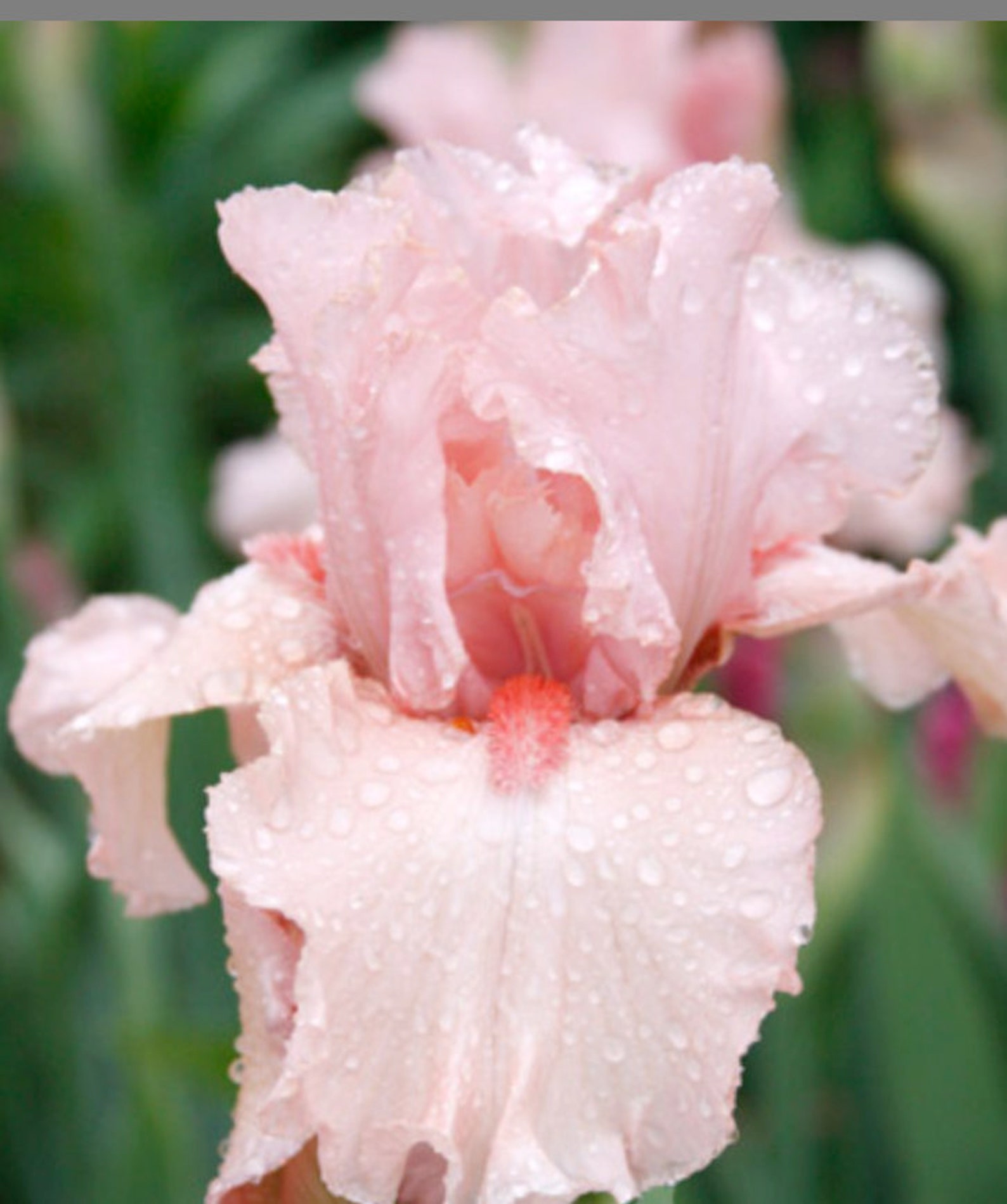 Pink Pride Iris Perennial Rhizome Bulb. Loves Sun. Easy to Grow ...