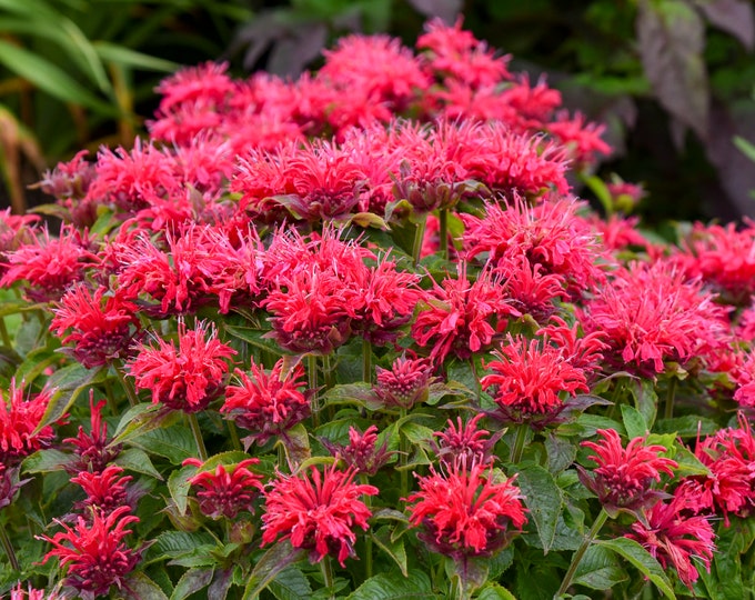 5 Live Cherry Monarda Bee Balm Perennial Plants. Great Pollinators ...