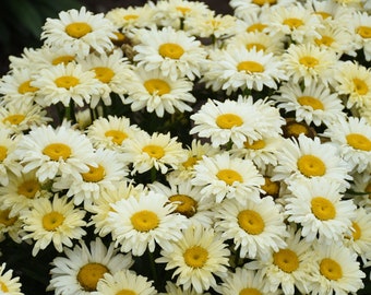3 Snowcap Daises Leucanthemum Superbum Shasta Daisy Super Fragrant ...