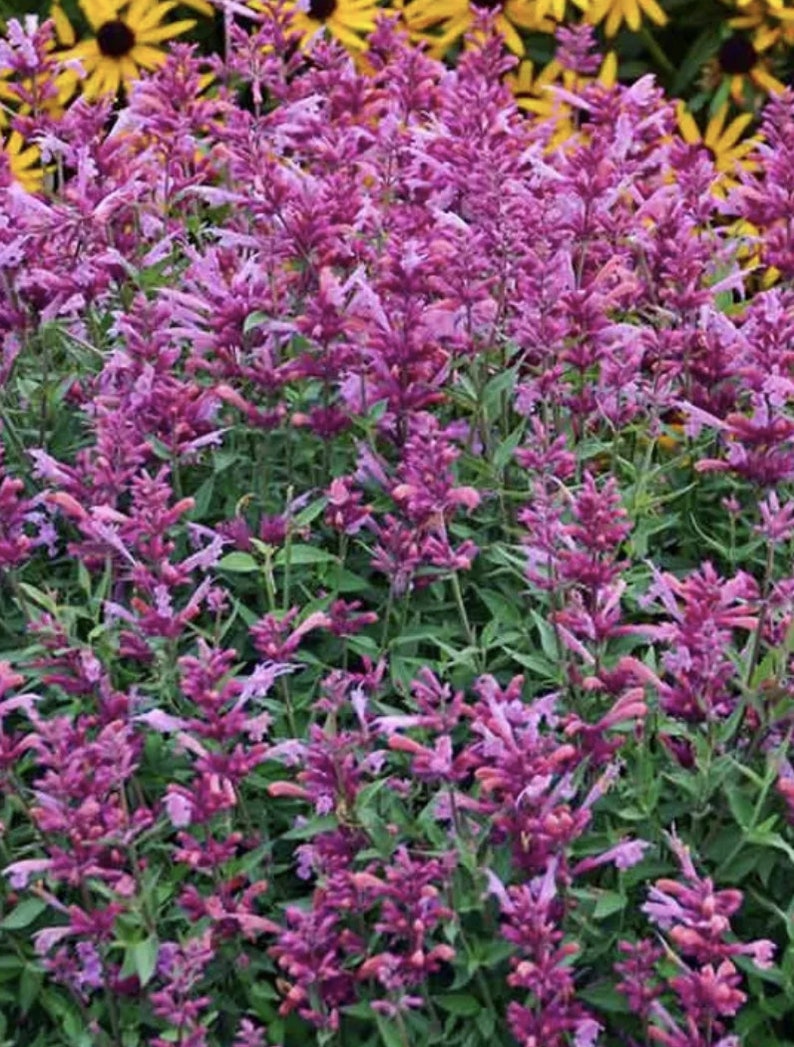 3 Live Agastache Rosie Posie Anise Hyssop Perennial Plants. Hummingbird ...