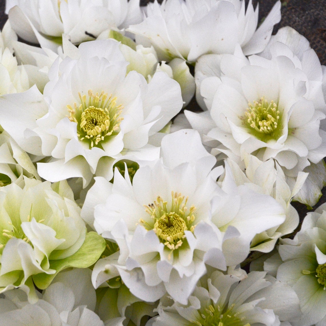 Wedding Bells Lenten Rose Perennial. Stunning Blooms. Easy to Grow ...