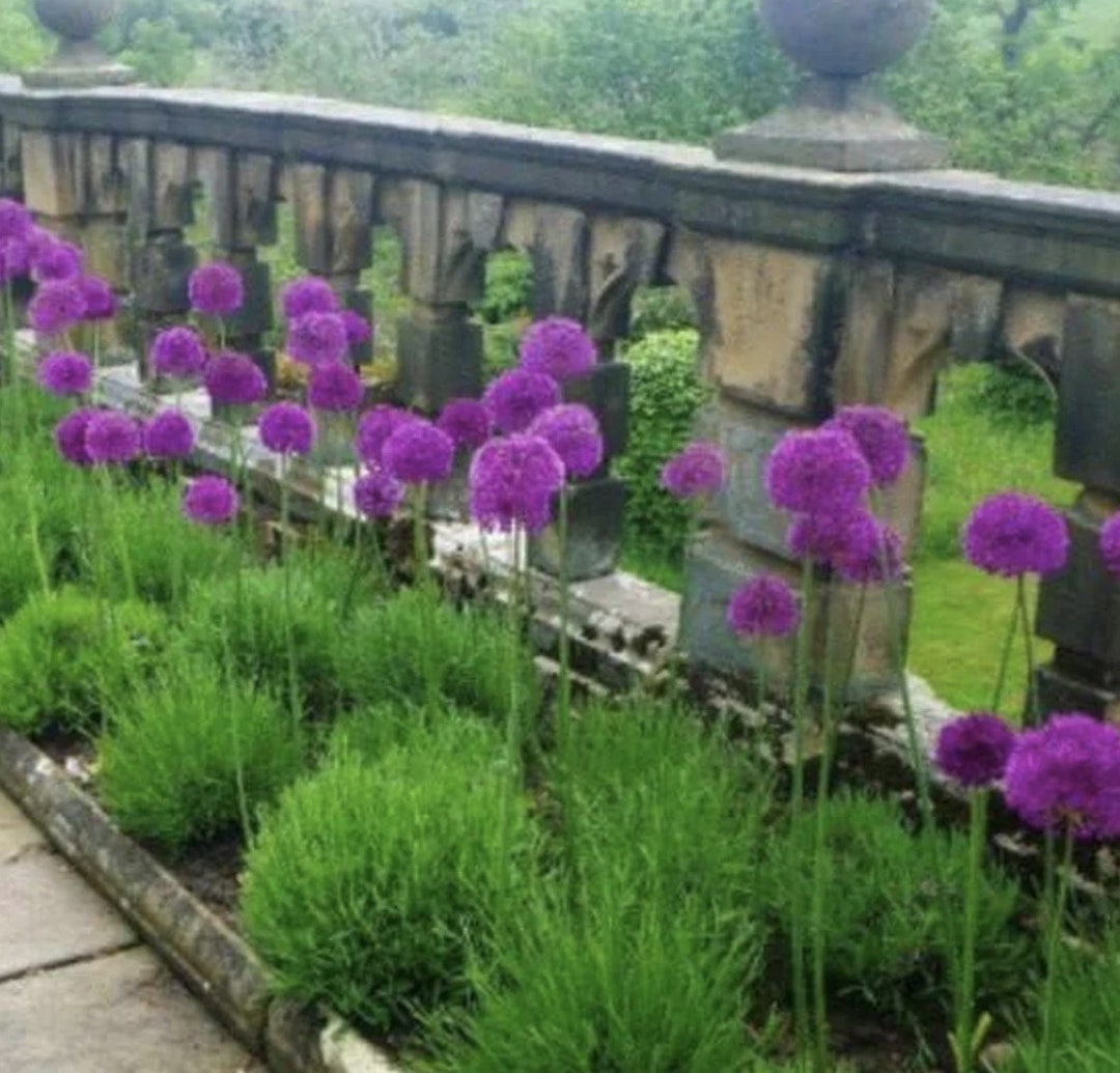 3 Purple Sensation Allium Flower Bulbs Hardy Deer Resistant Plants ...