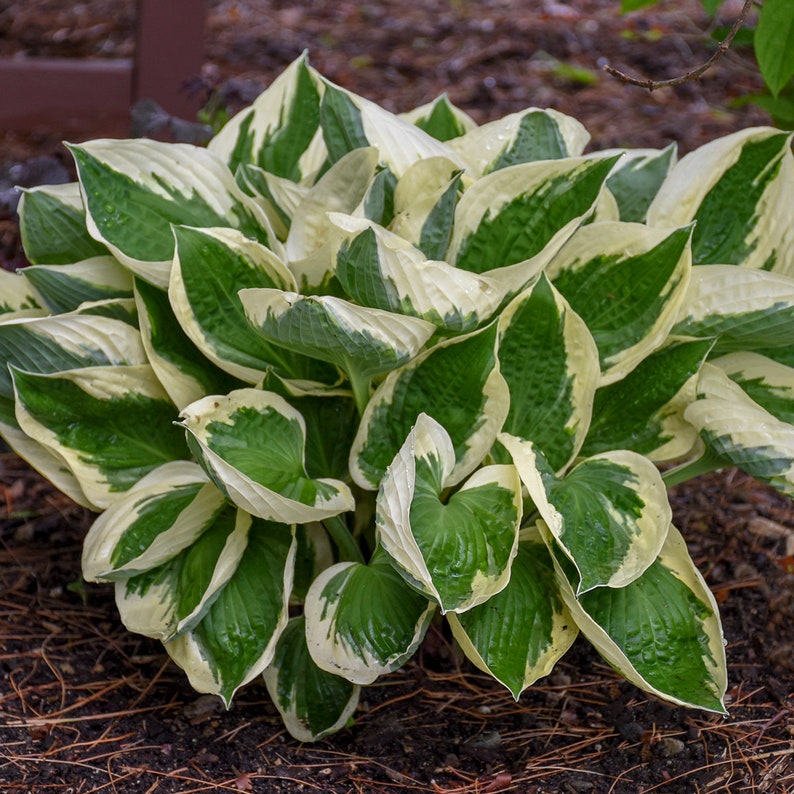 Patriot Hosta. Perennial. Loves Shade. Easy to Grow. Shipped Trimmed ...