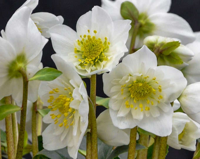 Snow Bells Lenten Rose Perennial. Stunning Blooms. Easy to Grow. Spring ...