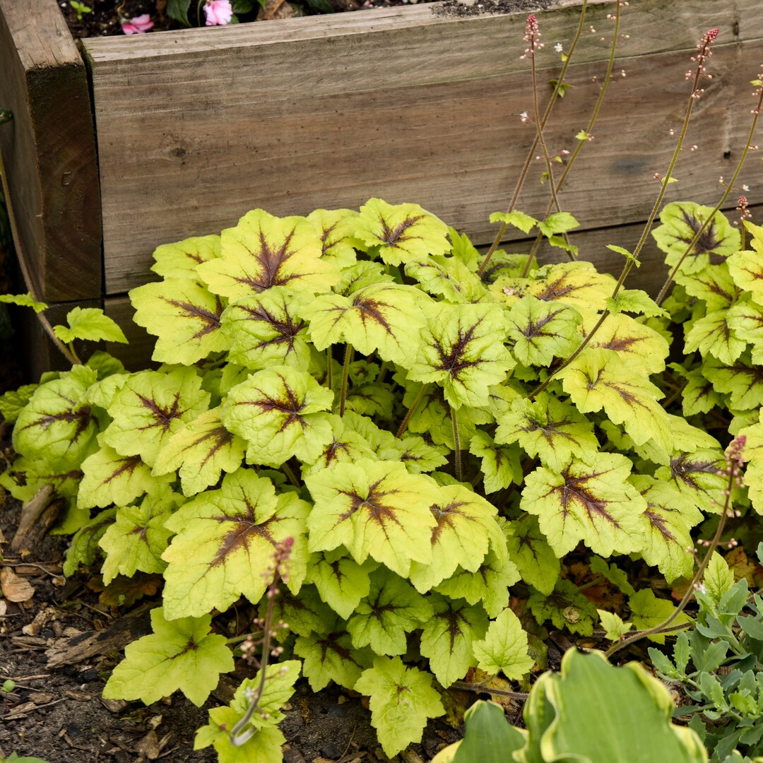 Catching Fire Heuchera Super Healthy. Multiple Leaves. Great for Shade ...
