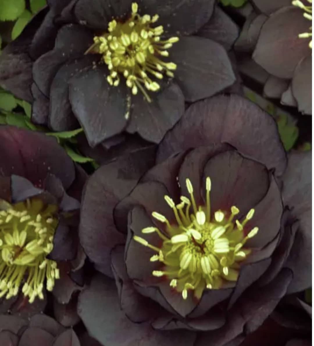 Rare New York Night Lenten Rose Perennial Stunning Blooms. Easy to Grow ...