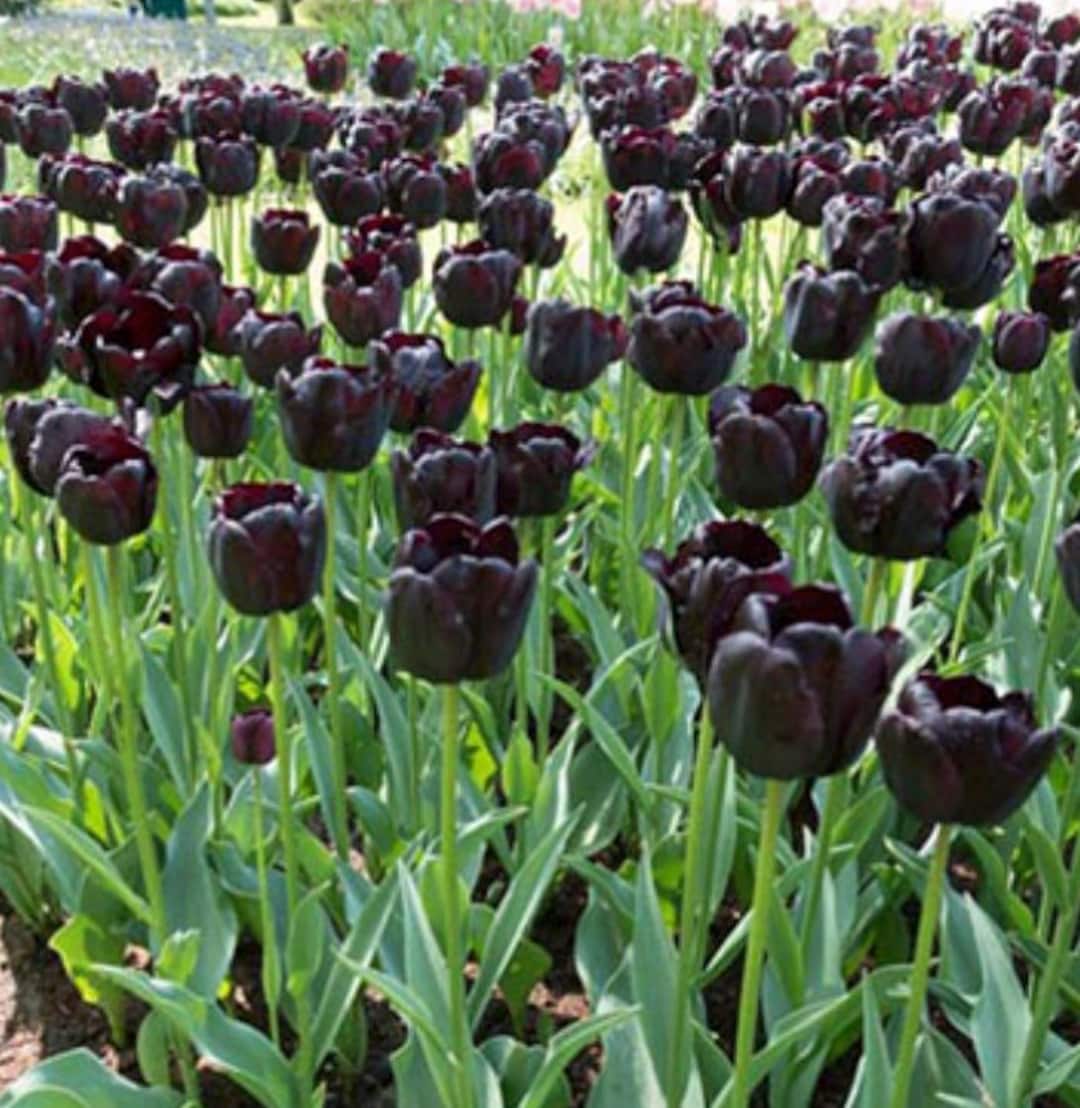 5 Rare Black Tulip Bulbs. Loves Sun. Easy to Grow. Stunning Colors ...