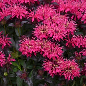 3 Live Berry Monarda Bee Balm Perennial Plants. Great Pollinators ...
