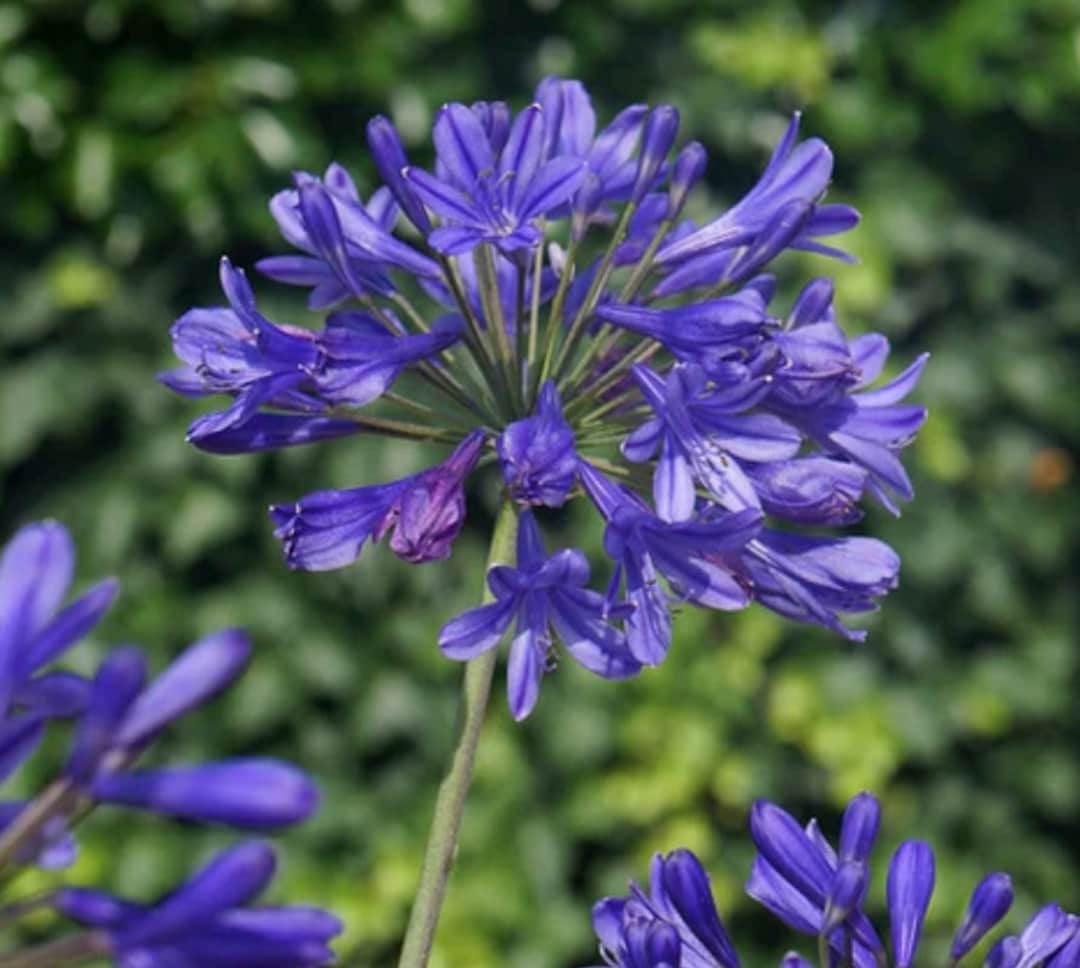 2 Blue Agapanthus. Super Healthy. Ready to Plant. Stunning Live ...