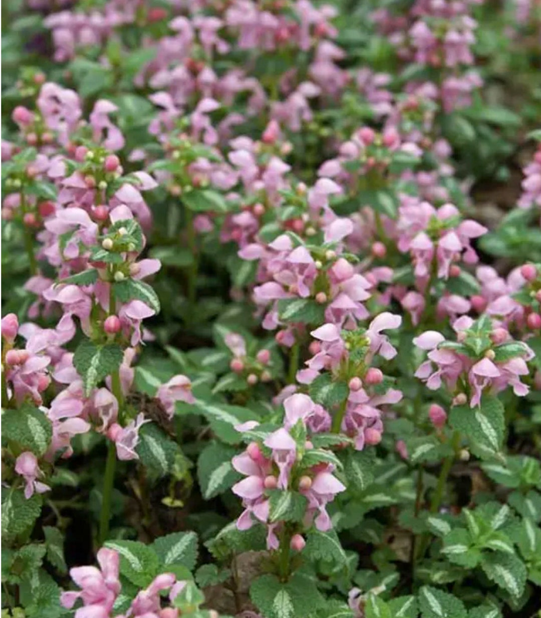 4 Lamium Shell Pink Ground Cover Live Perennial Plants. Grows Great in ...