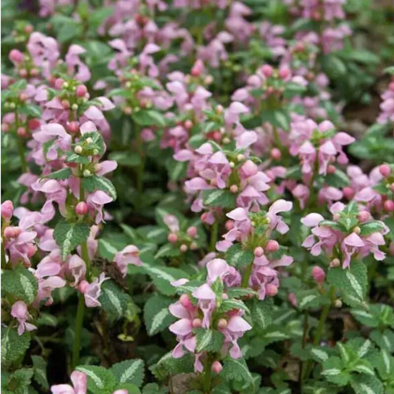 Ground Cover for Shade - Etsy