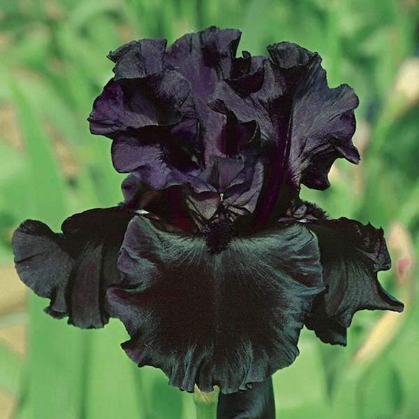 Black Iris - Etsy