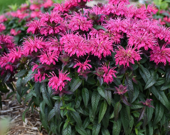 3 Live Berry Monarda Bee Balm Perennial Plants. Great Pollinators ...