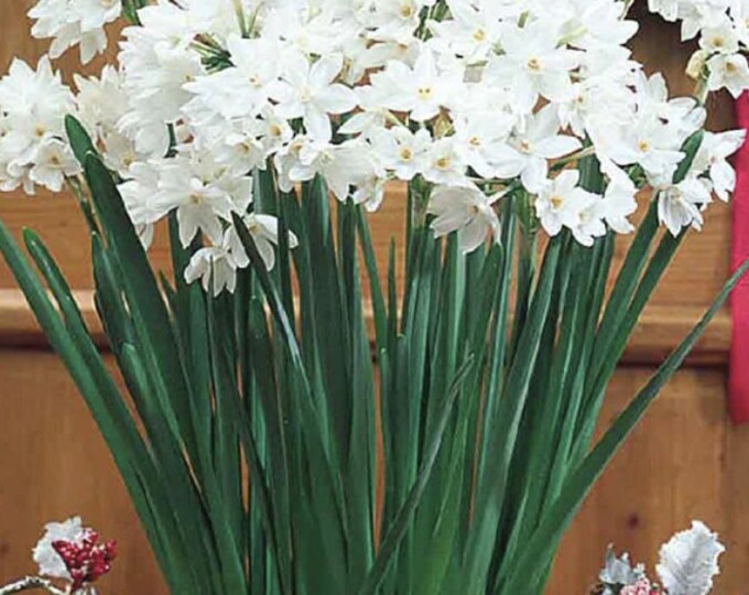 5 Paperwhite Narcissus Bulbs. Super Fragrant. Stunning Blooms. Stunning ...