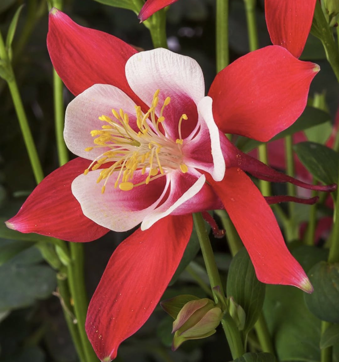 2 Aquilegia Caerulea Origami Red and White Columbine Starter Perennial ...