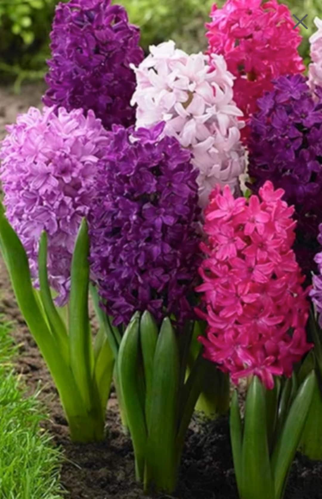 2 Large Very Berry Hyacinth Perennial Bulb Collection. Perfect Time to ...