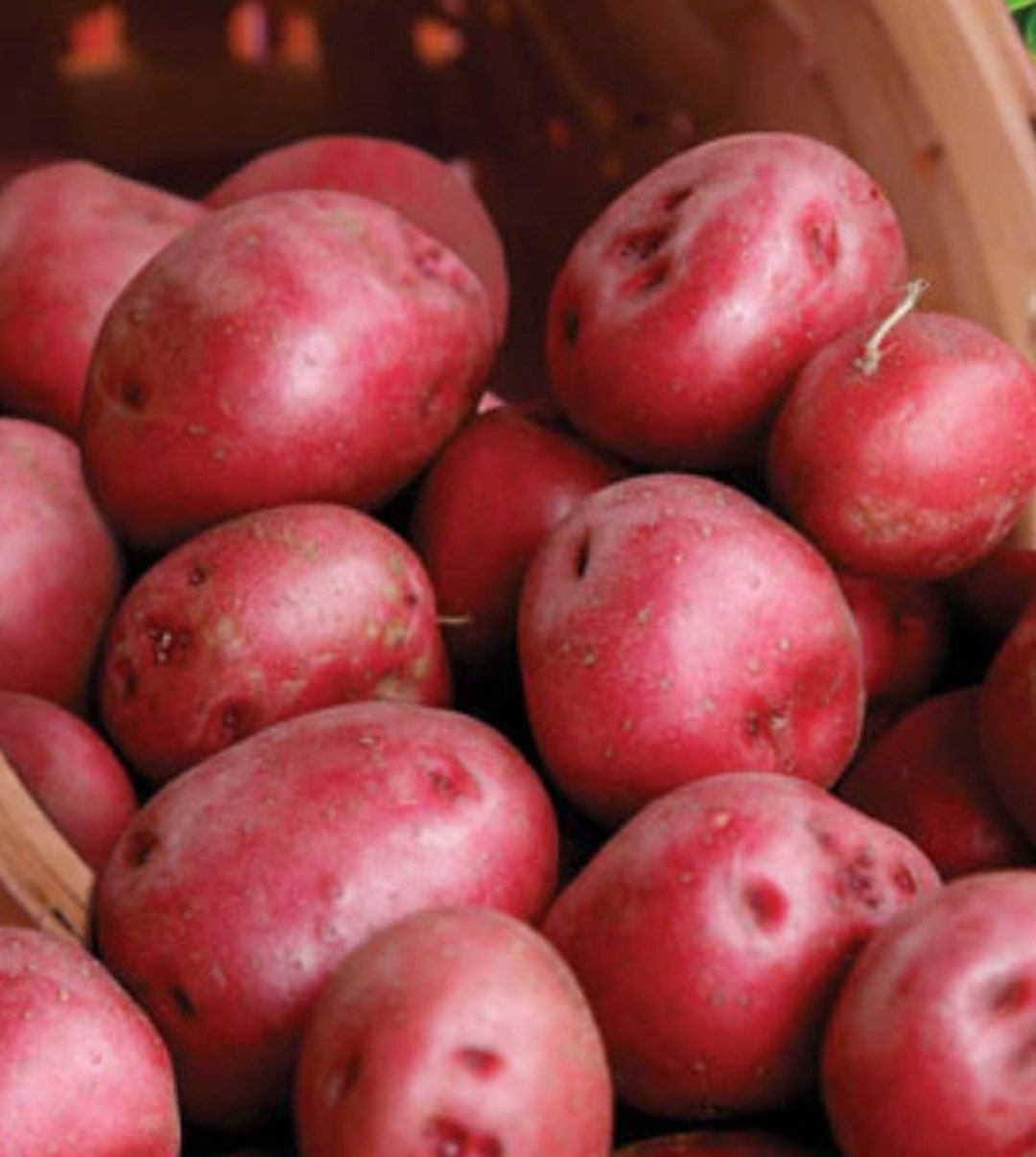 2 Ruby Red Seed Potatoes. Ready to Plant. Will Produce Multiple ...