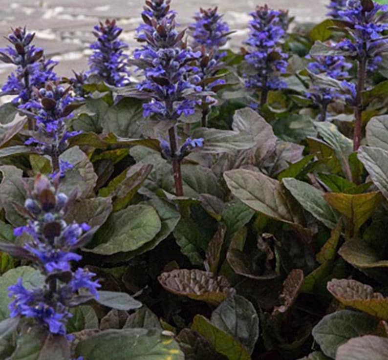 3 Ajuga 'bronze Beauty Live Perennial Plants Grows Shade Cool Black and Purple Color Easy to ...