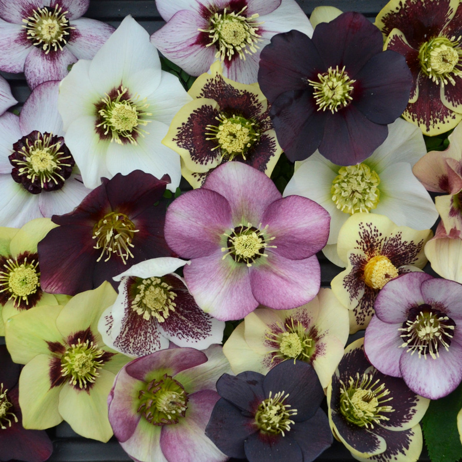 3 Mixed Lenten Roses. - Etsy