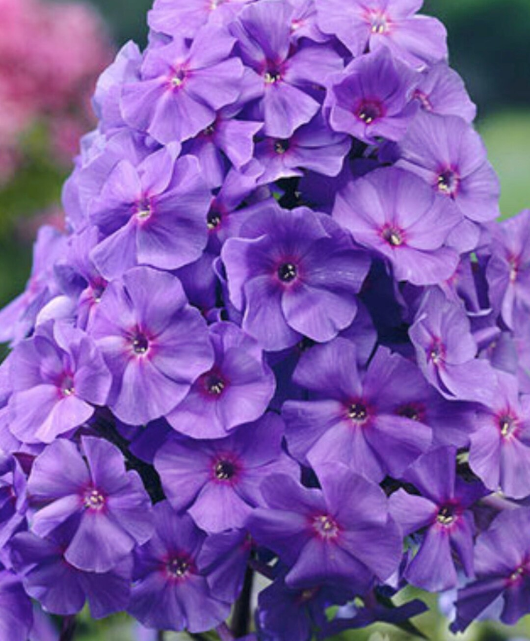 3 Purple Phlox Starter Perennials. Easy to Grow. Loves Sun. Pollinator ...