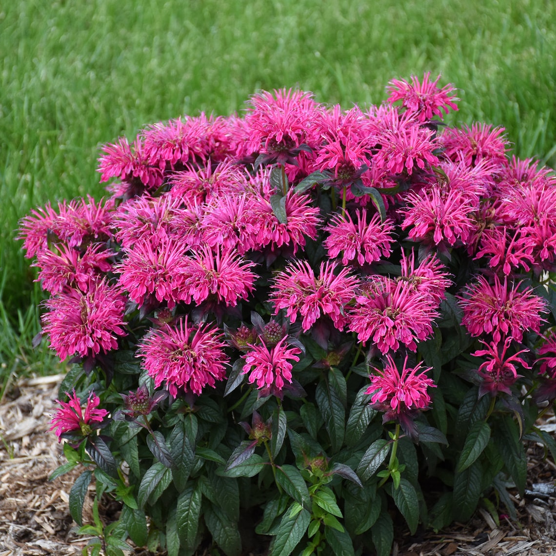 3 Live Berry Monarda Bee Balm Perennial Plants. Great Pollinators ...