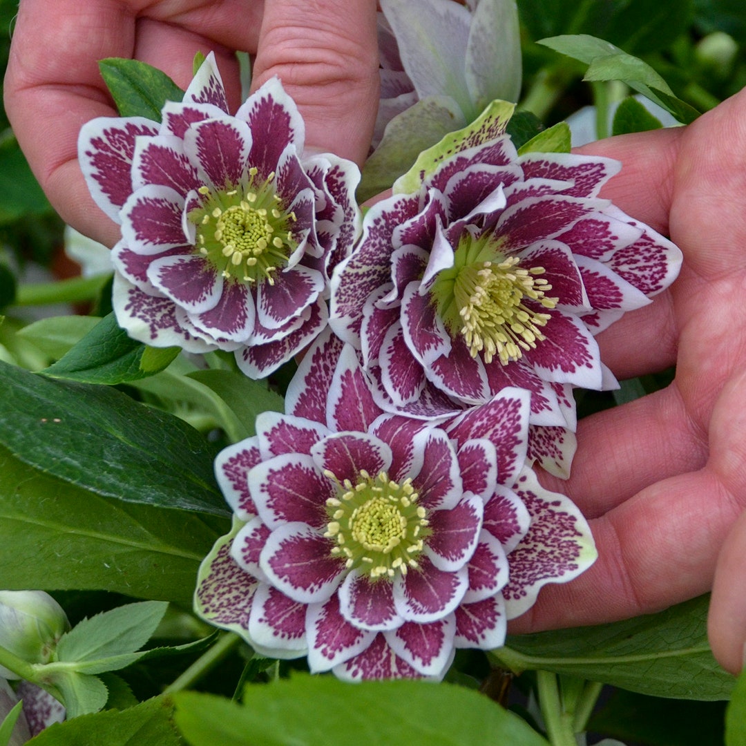 Raspberry Lenten Rose Perennial. Stunning Blooms. Easy to Grow. Spring ...