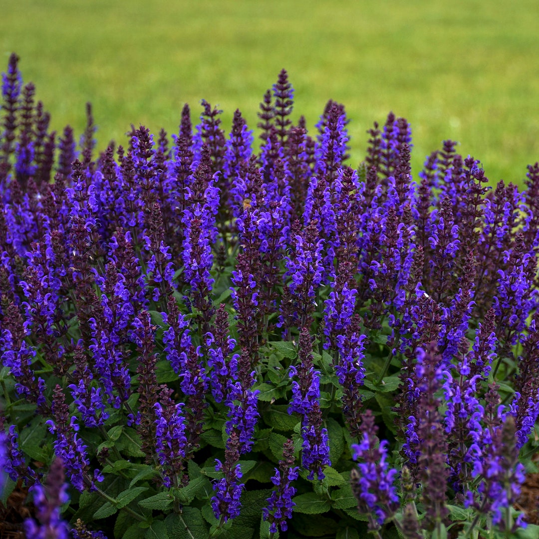 4 Blue Salvia Perennial Plants. Easy to Grow. Pollinator. Perfect Time ...