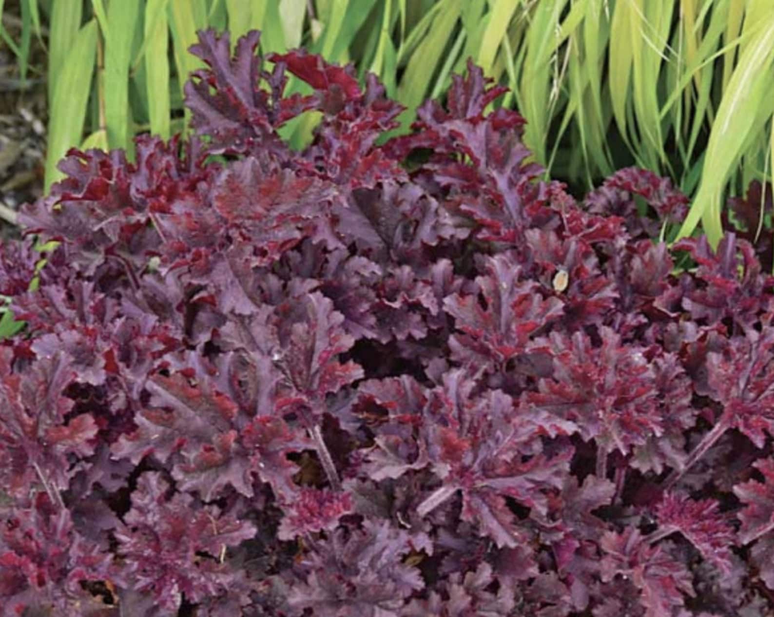 3 Melting Fire Heuchera Coral Bells Starter Perennials. Great Plants ...