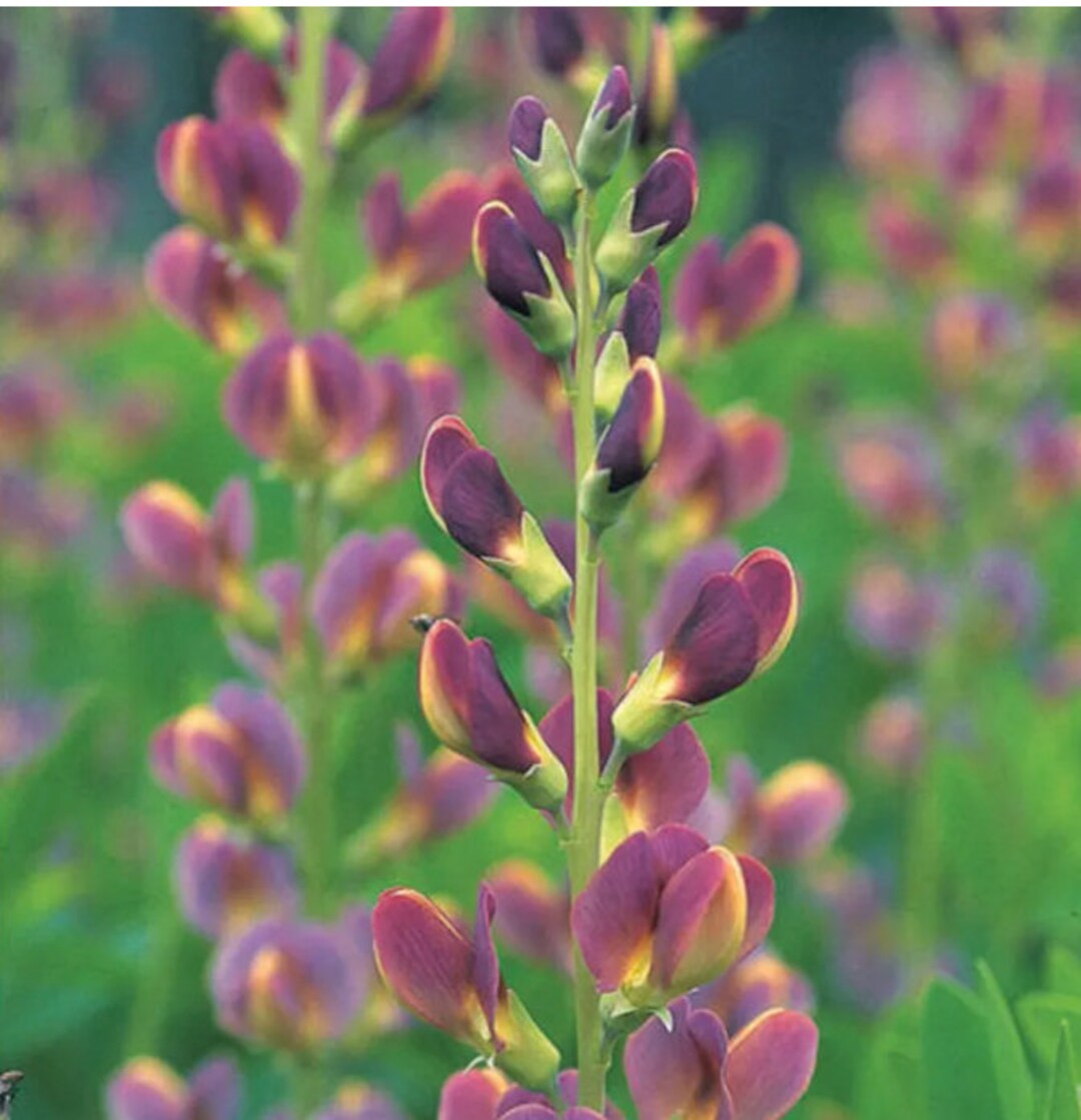 3 Baptisia 2 Tone Perennial Plants. Shipped Trimmed for Fall Planting ...