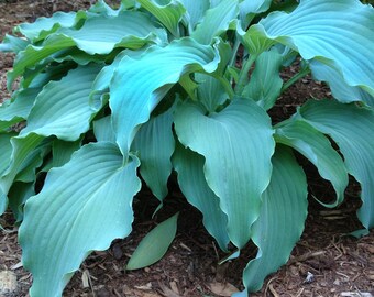Live Large Neptune Blue Hosta. Stunning Color. Easy to Grow. Loves ...