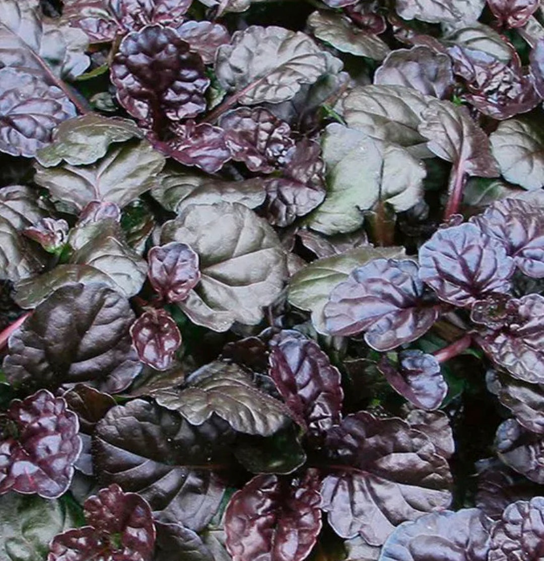 3 Ajuga Reptans 'black Scallop Live Perennial Plants Grows Shade Cool ...