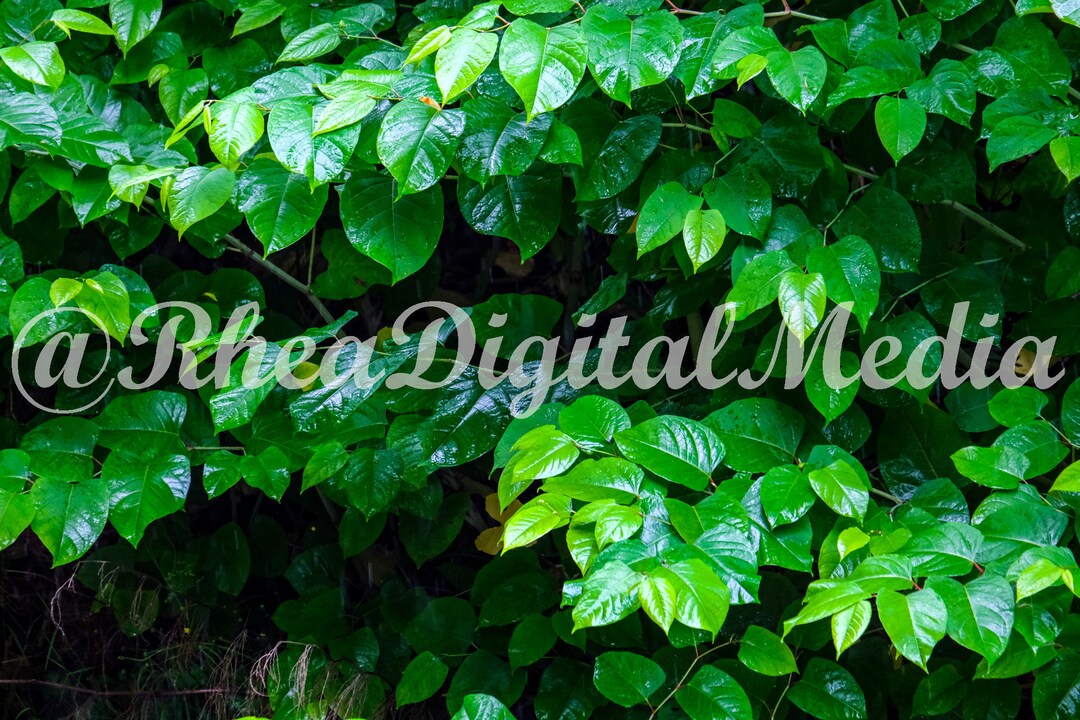 Vibrant Greenery Photo - Etsy