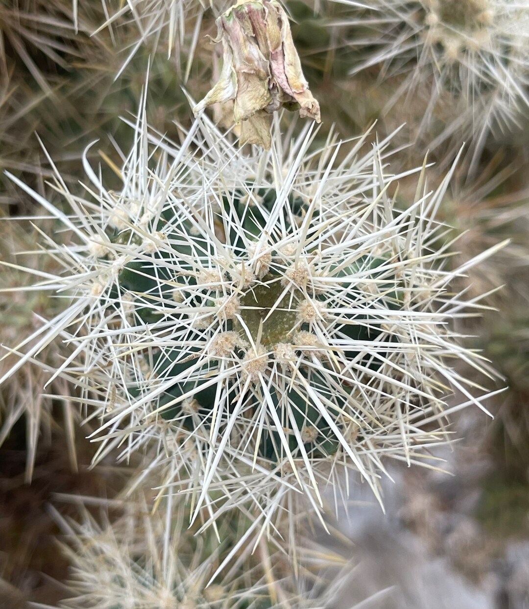 Desert Geometry - Etsy