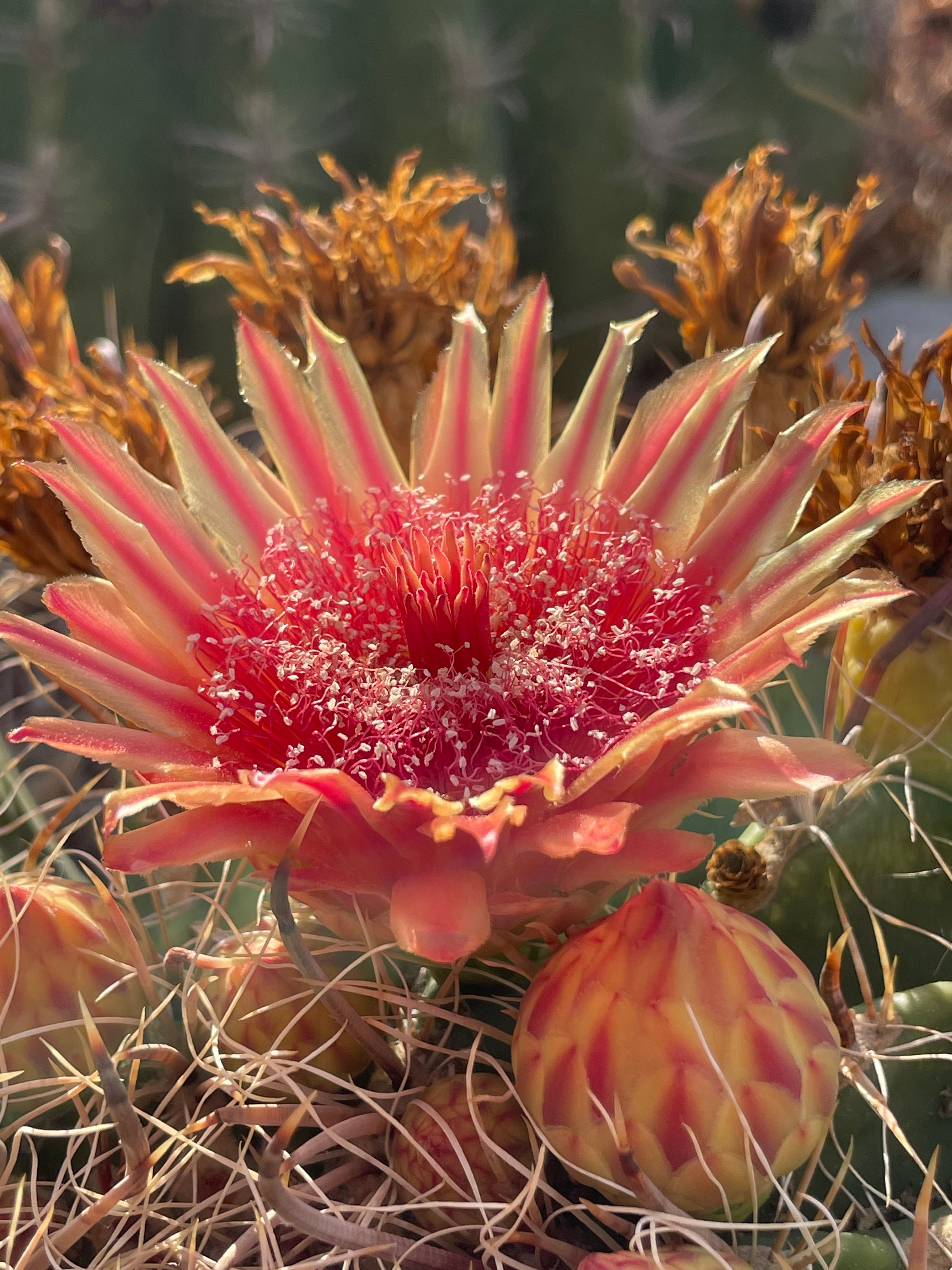 Desert Barrel Cactus Bloom - Etsy