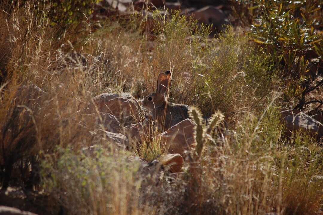 Desert Visitor: Desert Cottontail Rabbit - Etsy