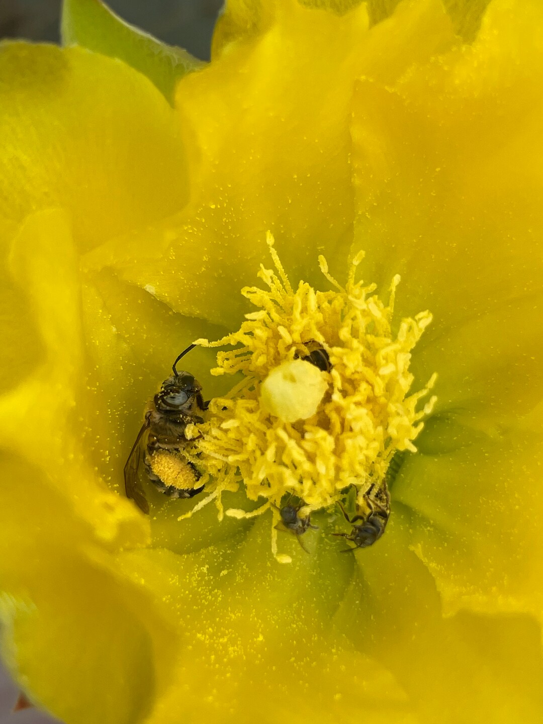 Desert Cactus Flower: Ephemeral Bloom - Etsy