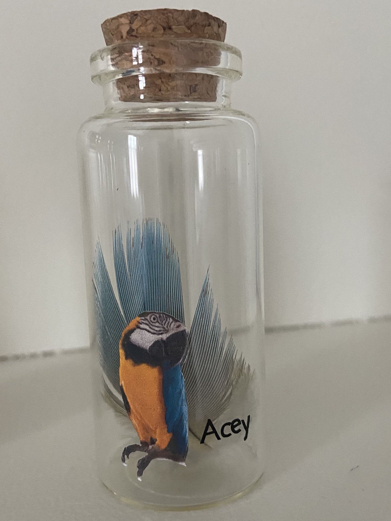Real Rainbow Parrot Feather Mini Bottles - Etsy