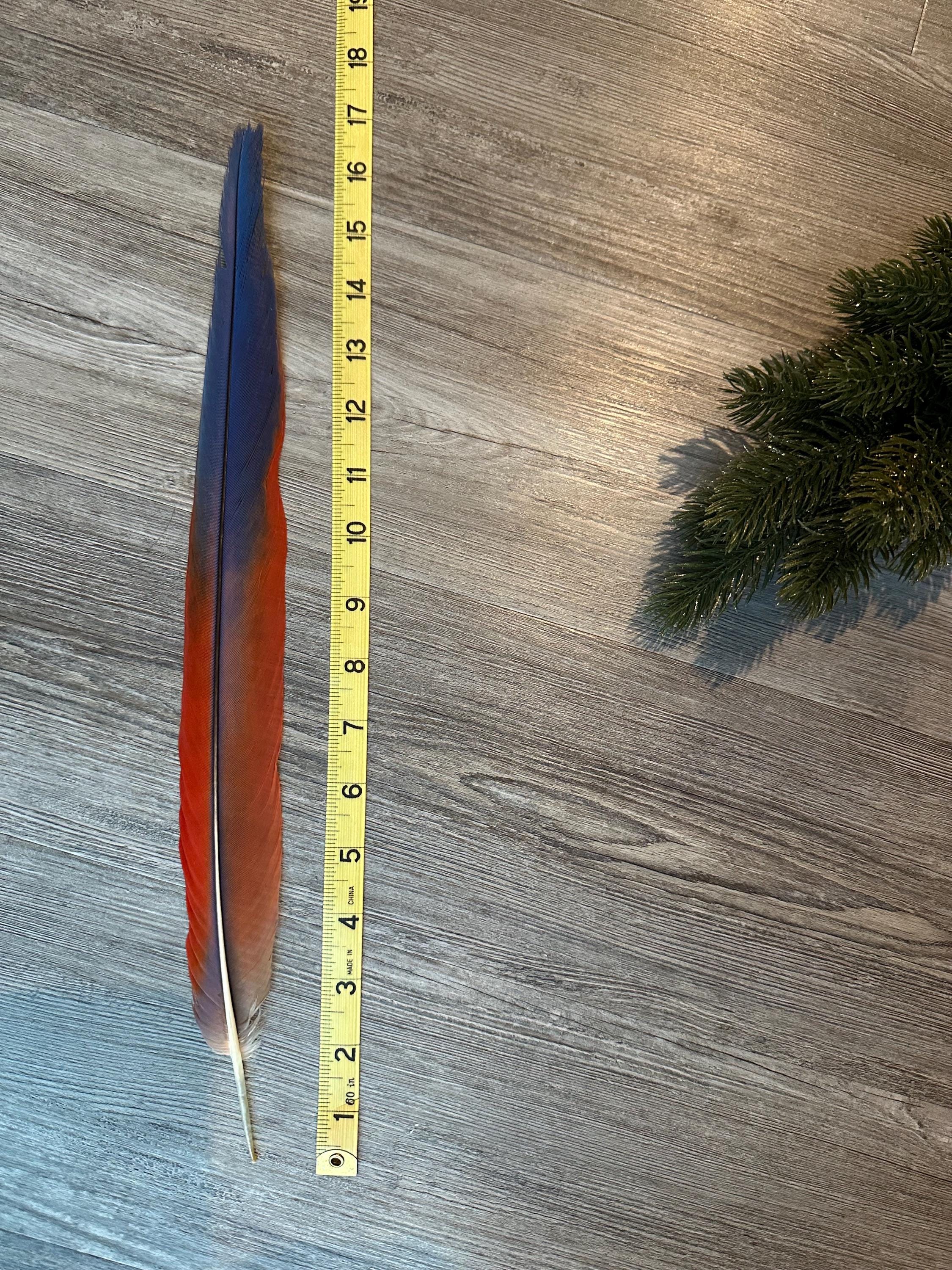 Macaw Tail Feathers - Etsy