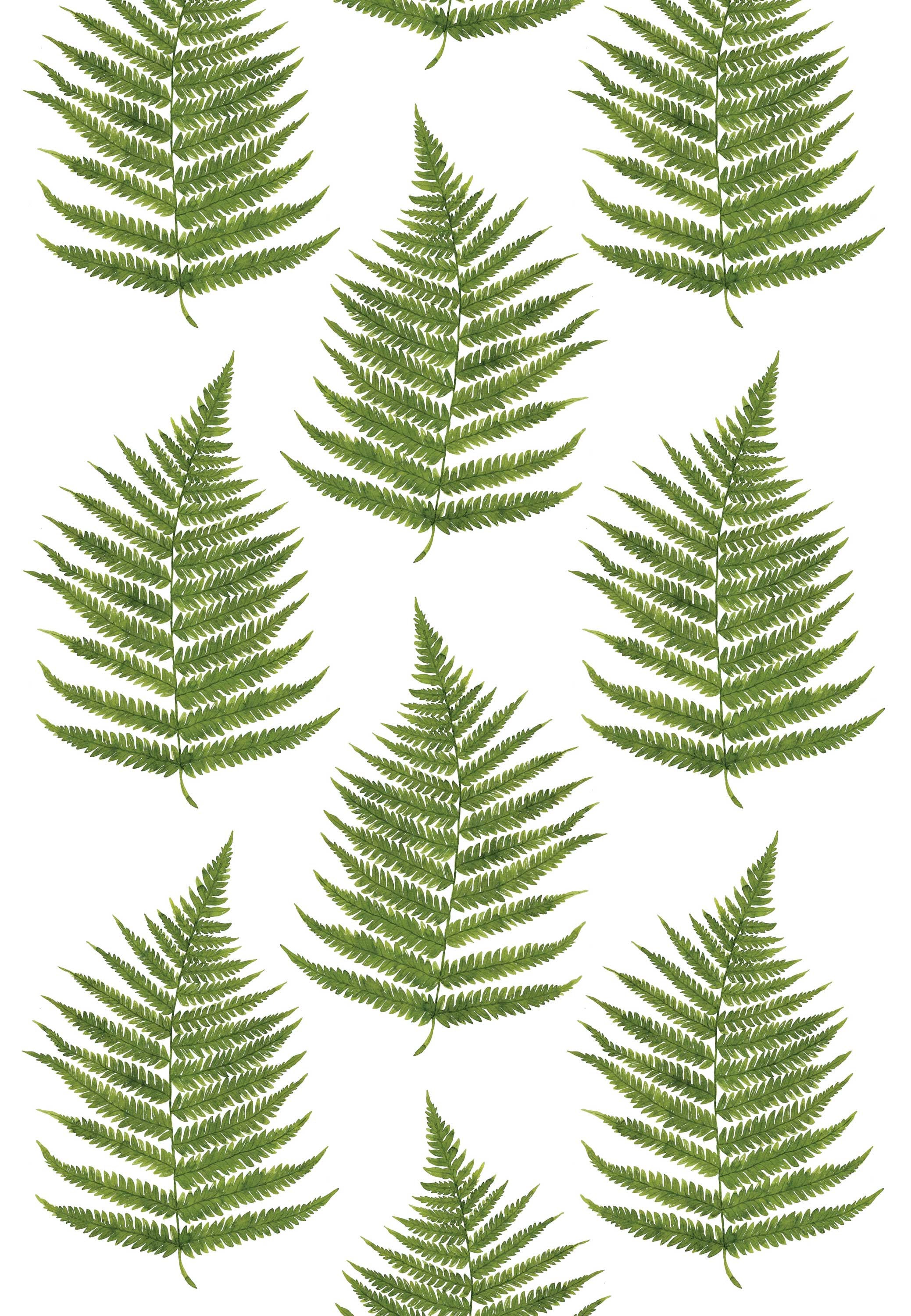 Fern Illustration Wrapping Paper - Etsy