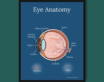 Optometry Wall Art, Printable Eye Chart, Eye Anatomy, Ophthalmology ...