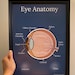 Optometry Wall Art - Eye Anatomy - Etsy