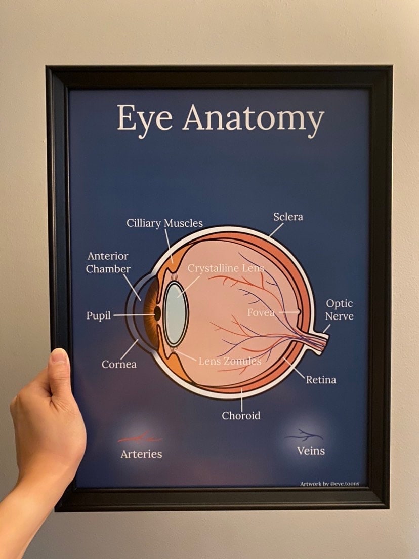 Optometry Wall Art - Eye Anatomy - Etsy