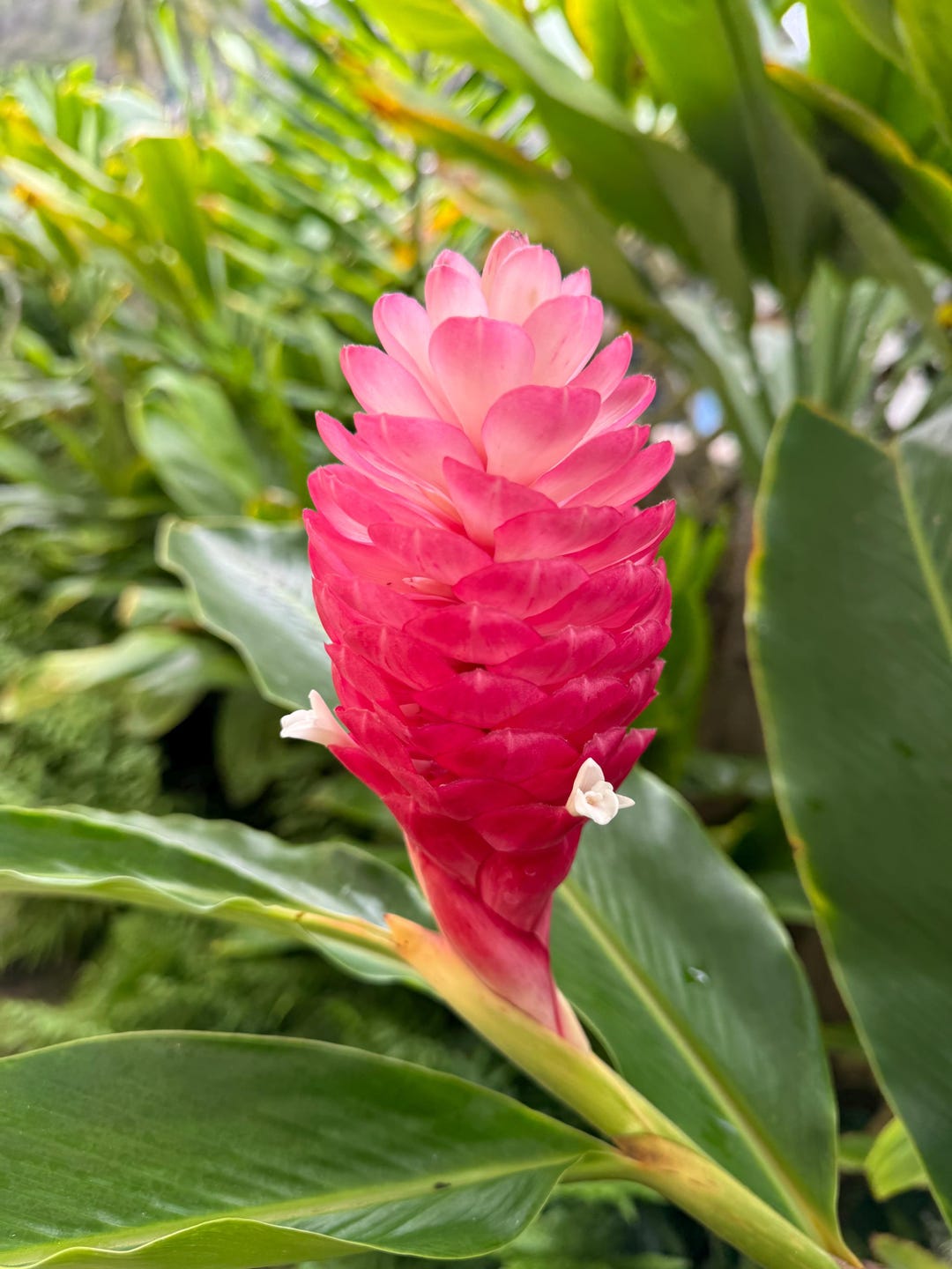 New Pink Kimi Ginger RHIZOME Tropical Plant - Etsy