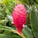 New Pink Kimi Ginger RHIZOME Tropical Plant - Etsy