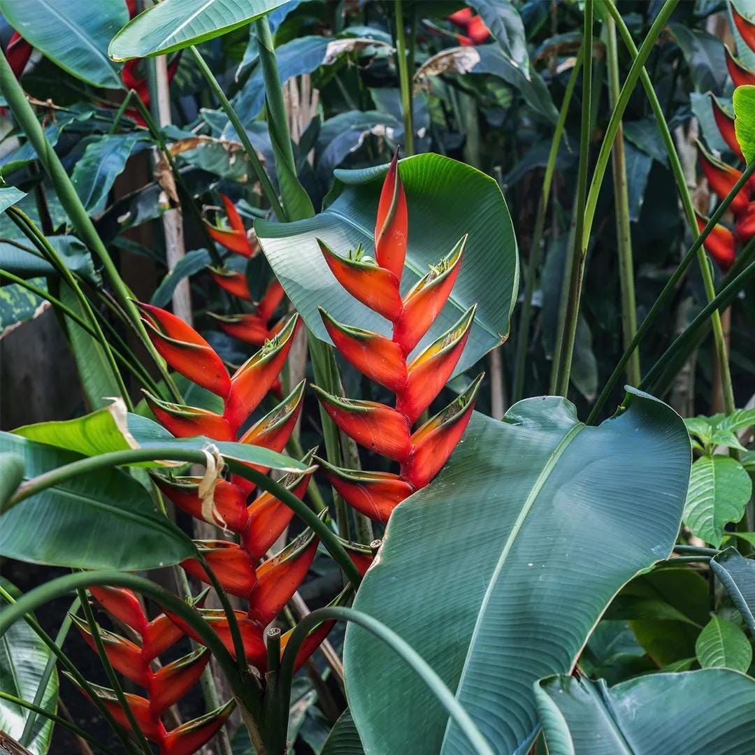 Bihai Heliconia Caribaea RHIZOME Tropical Plant - Etsy