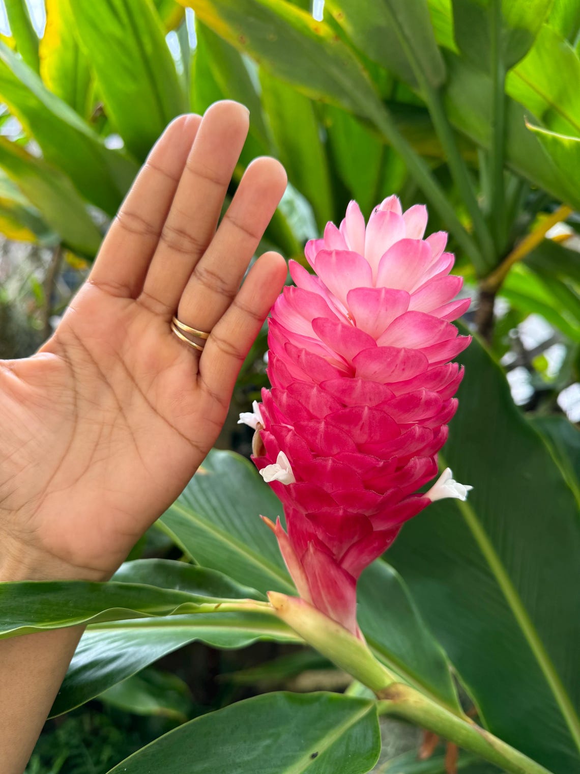 New Pink Kimi Ginger RHIZOME Tropical Plant - Etsy