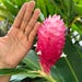 New Pink Kimi Ginger RHIZOME Tropical Plant - Etsy