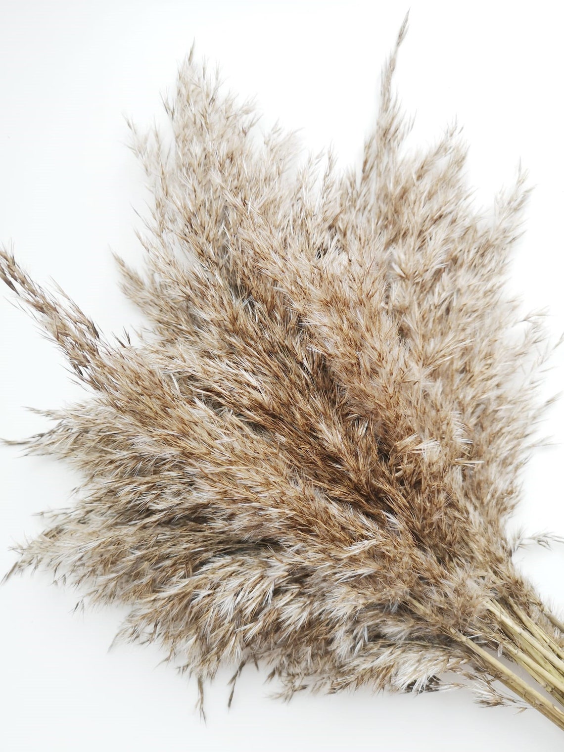 Dried Pampas Grass Bouquet Dried Reed Sticks 60 Cm (23.6 Inch) 30 Pcs ...