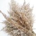 Dried Pampas Grass Bouquet Dried Reed Sticks 60 Cm 23.6 Inch 30 Pcs ...