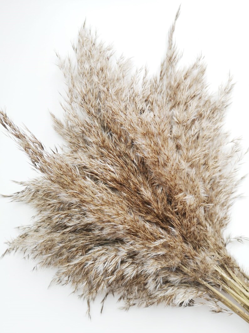 Dried Pampas Grass Bouquet Dried Reed Sticks 60 Cm (23.6 Inch) 30 Pcs ...